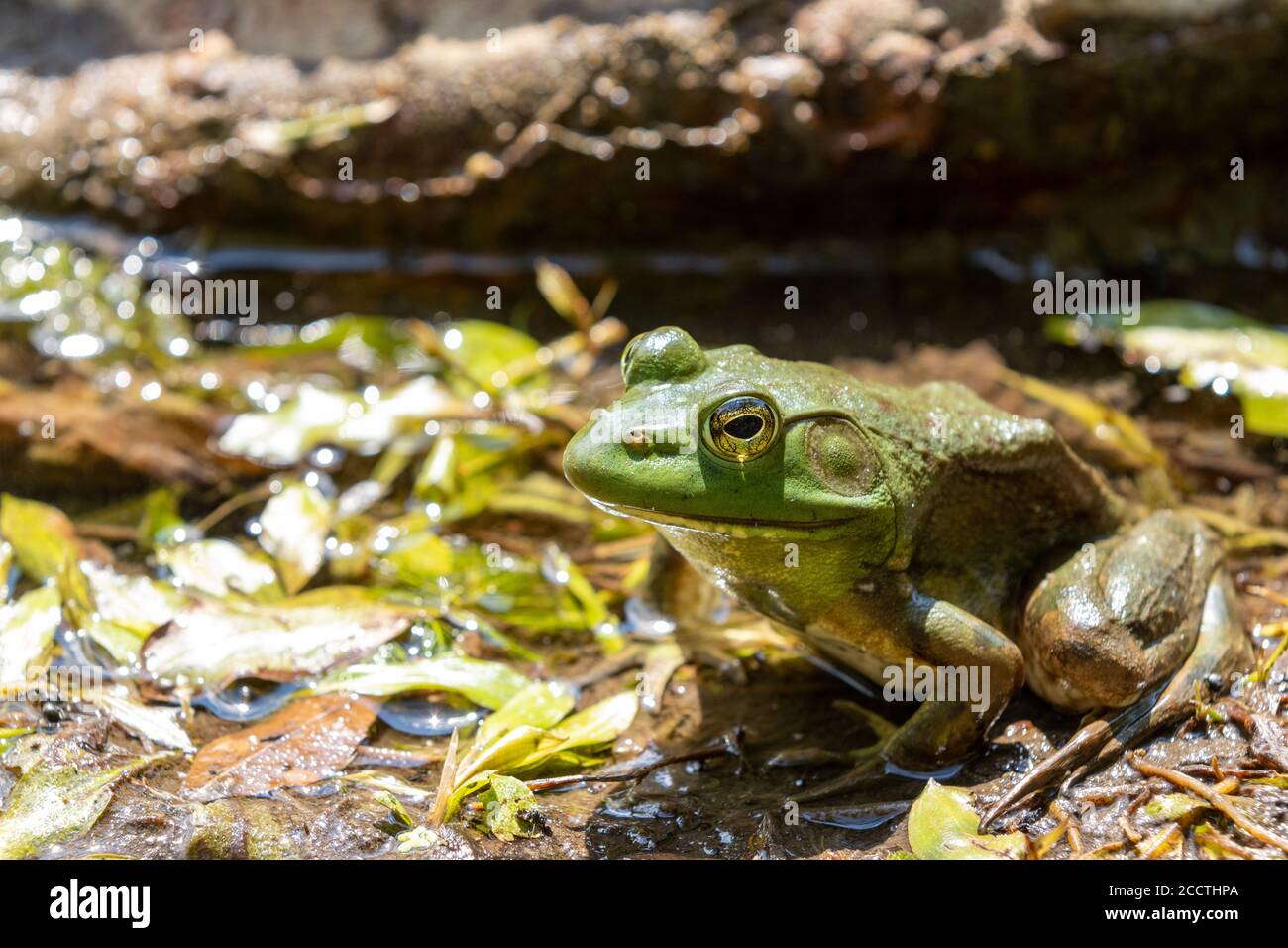 Wild female american bullfrog hi-res stock photography and images - Alamy