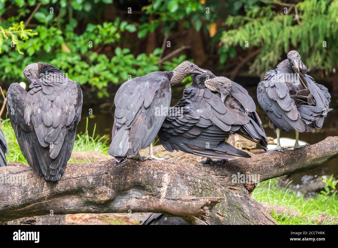 American black vultures (Coragyps atratus) preening on branch - Florida ...