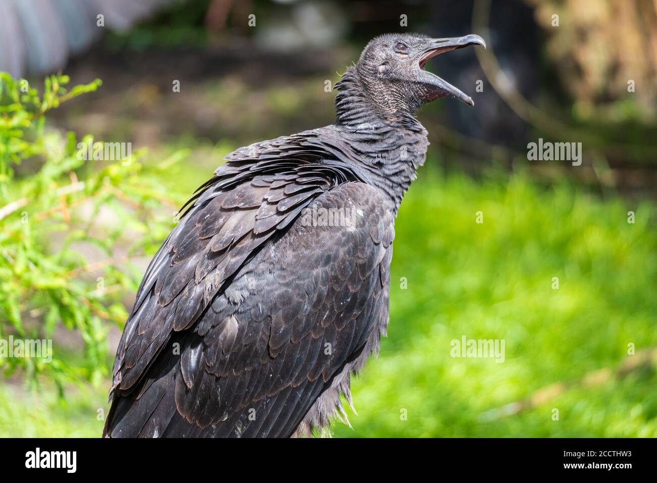 Black vulture beak hi-res stock photography and images - Alamy