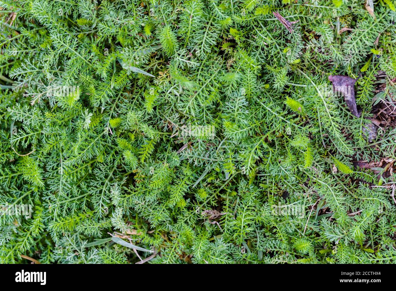 Seamless green terrain background hi-res stock photography and images ...