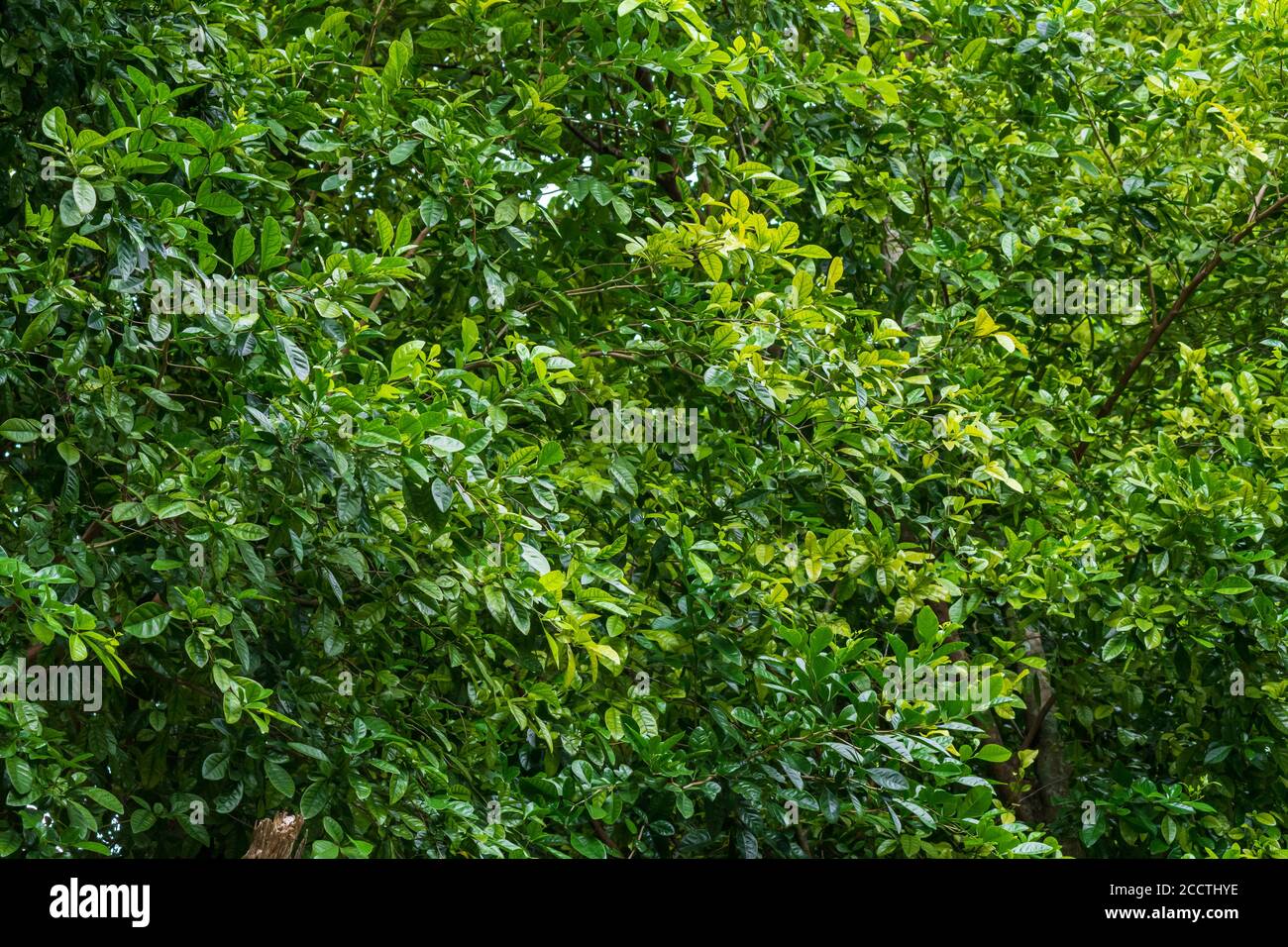Tabog tree (Swinglea glutinosa Stock Photo - Alamy