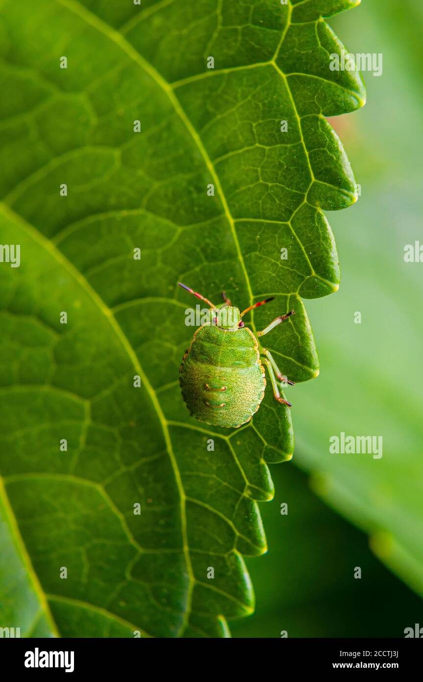 green forest cshield bug (Pentatomoidea Stock Photo - Alamy