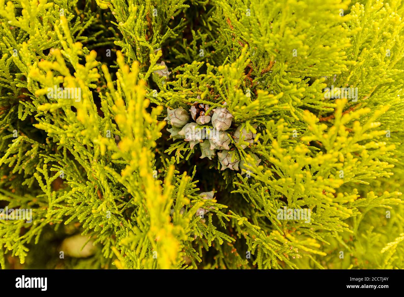 Thuja tree with thick branches, note shallow depth of field Stock Photo ...