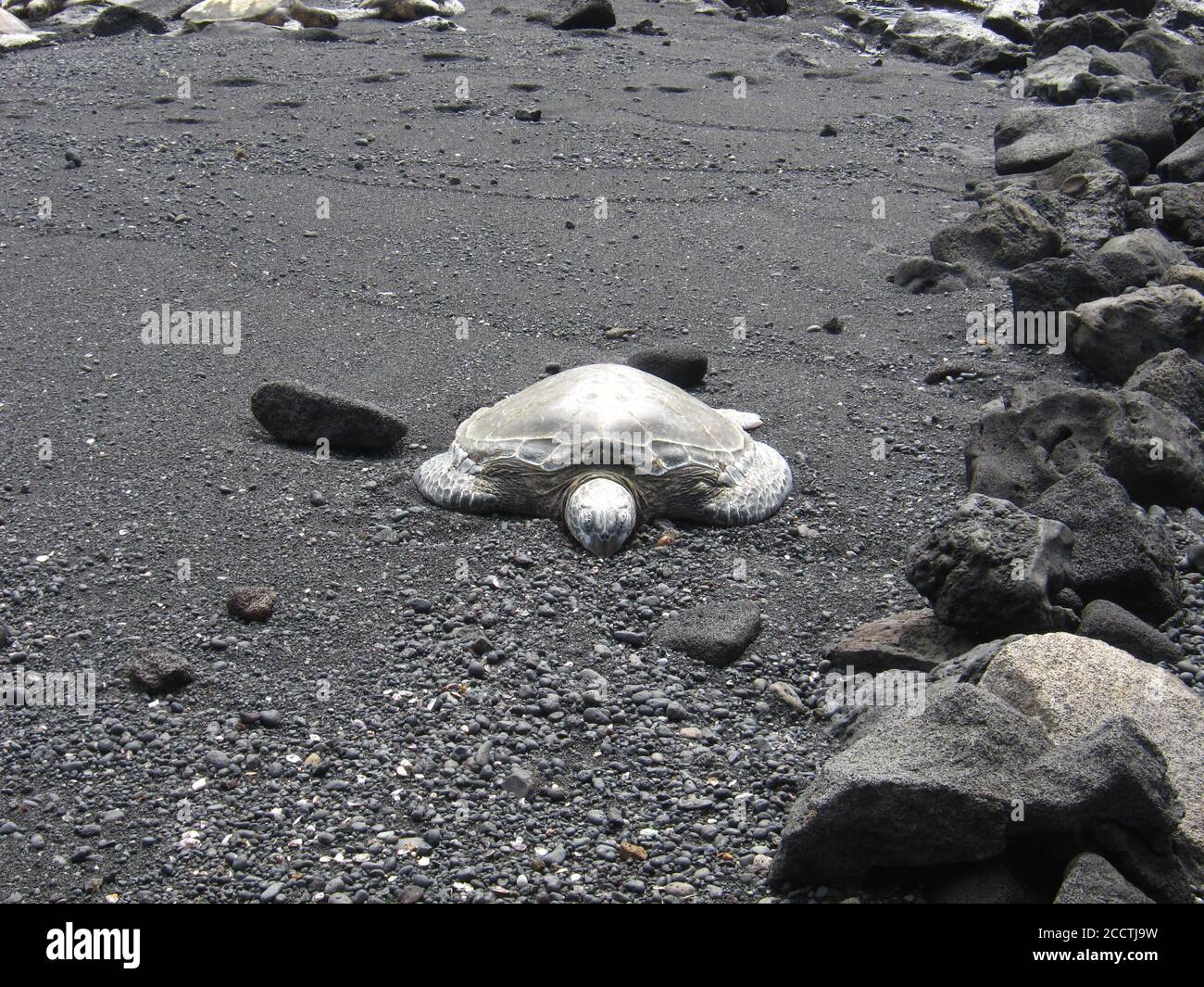 Green sea turtle basking on black sand beach Hawaii the Big Island ...