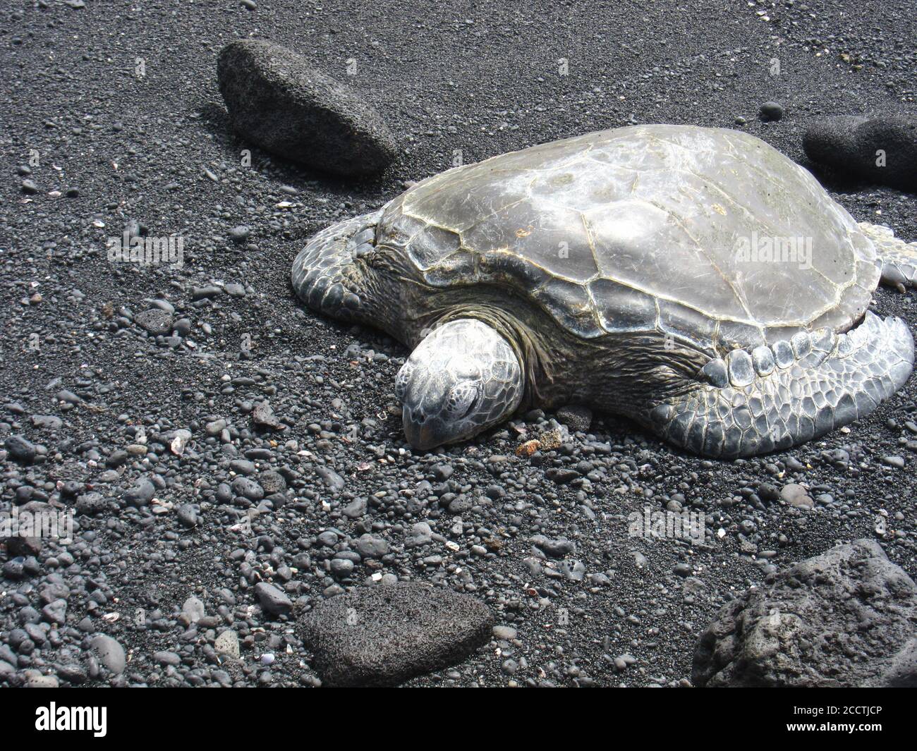 Green sea turtle basking on black sand beach Hawaii the Big Island ...