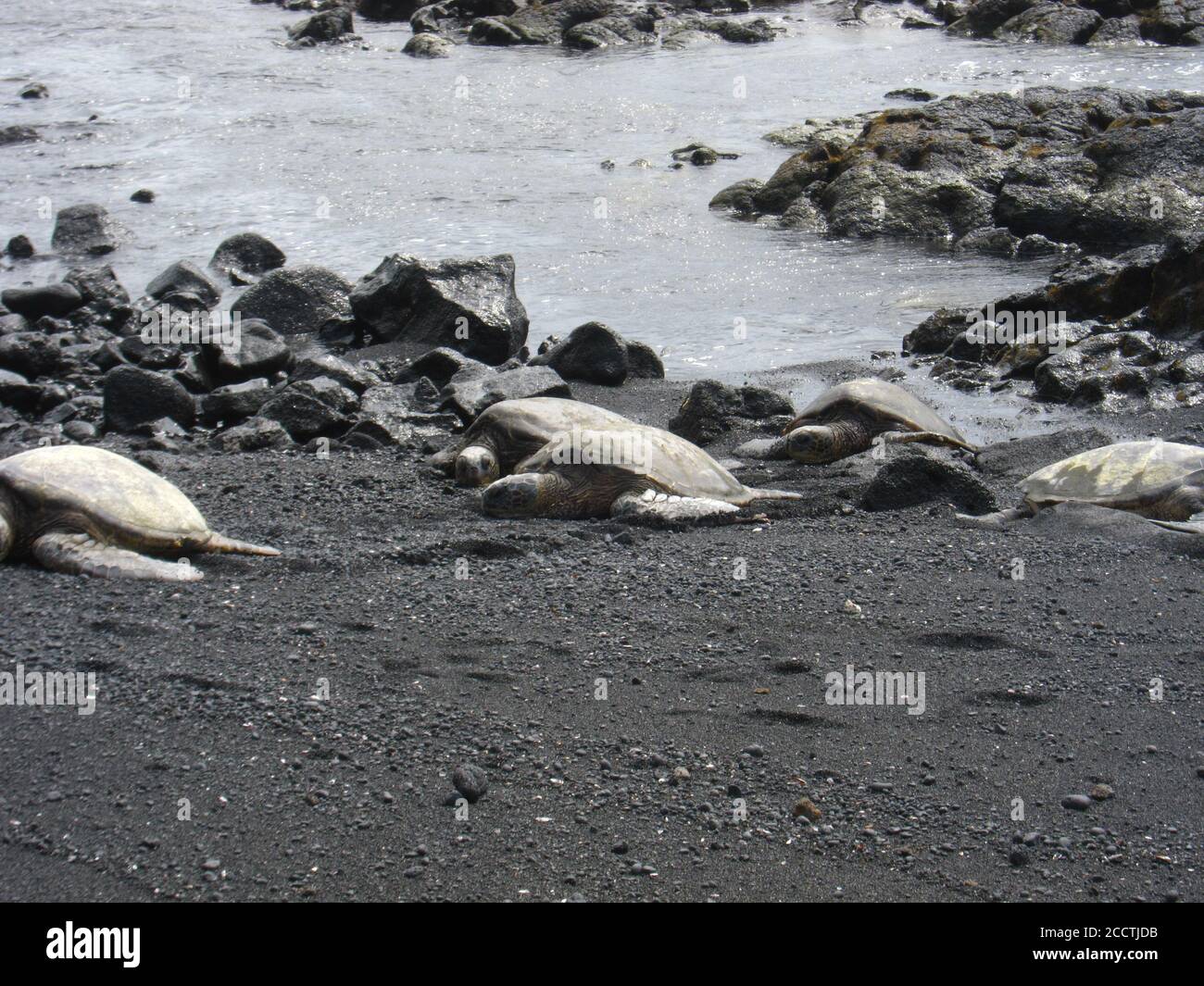 Green sea turtle basking on black sand beach Hawaii the Big Island ...