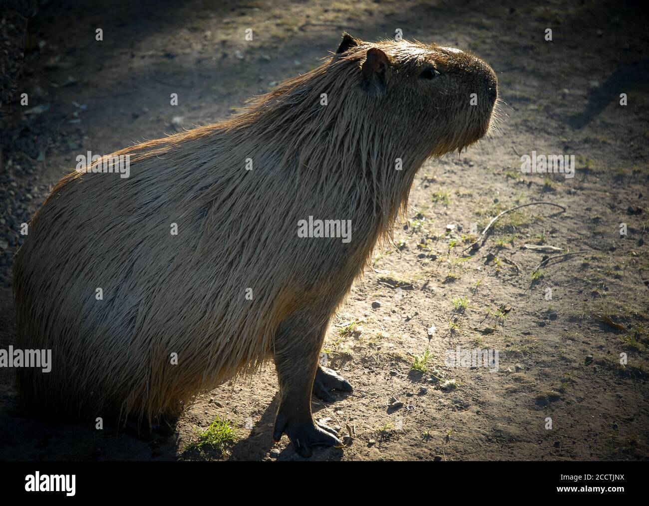 Capybara carpincho american rodent hi-res stock photography and images ...