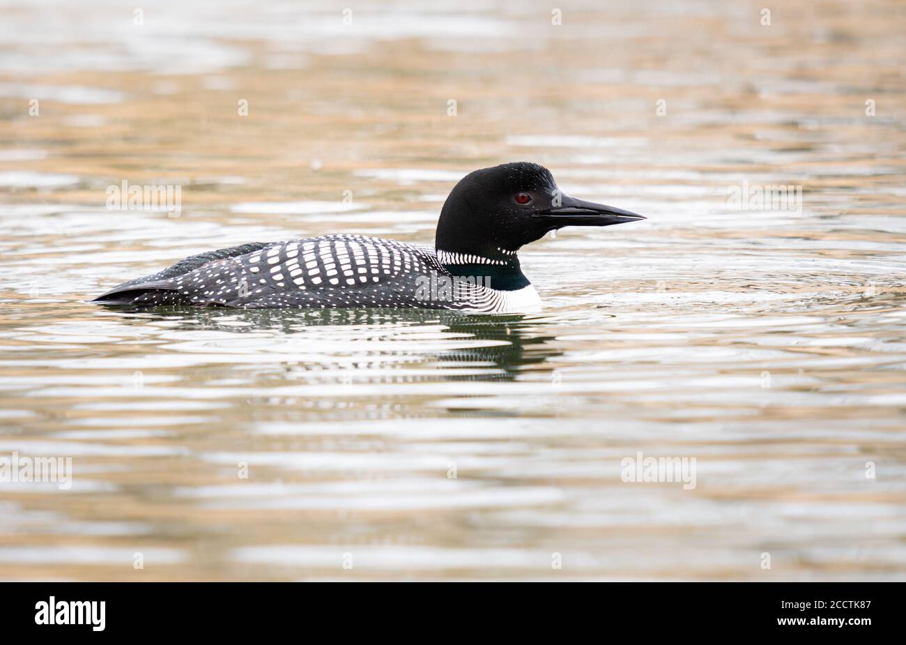 Canadian loon in the wild Stock Photo - Alamy