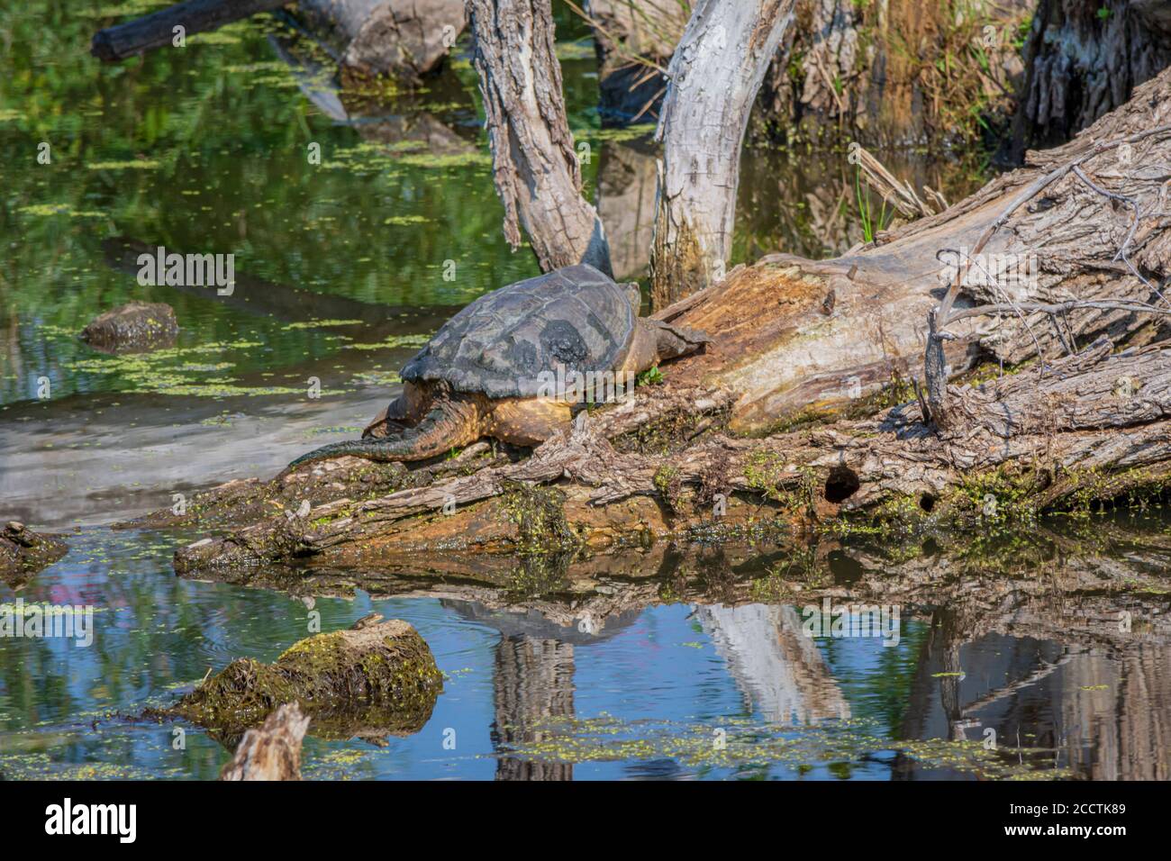 American freshwater turtle hi-res stock photography and images - Alamy