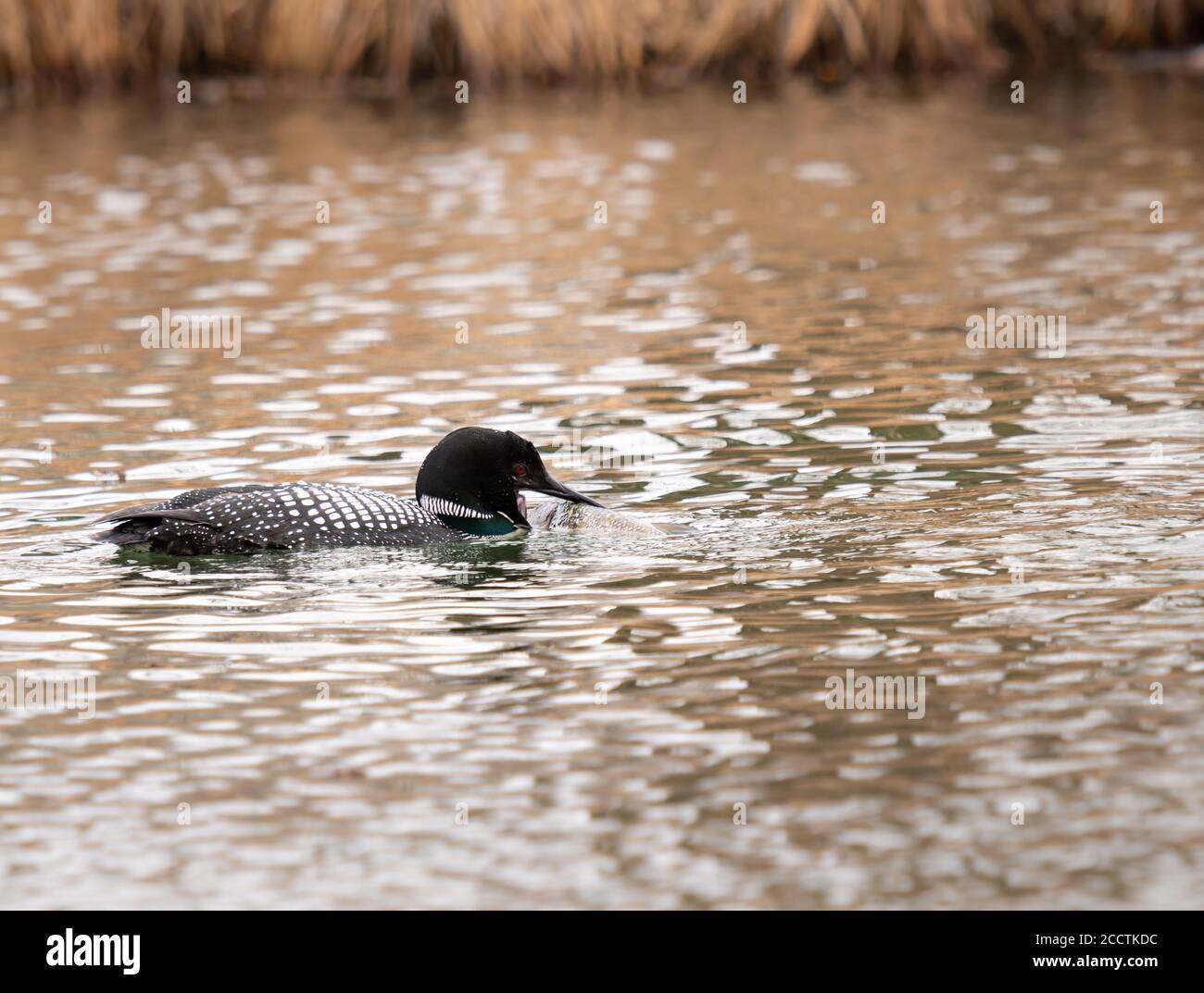 Canadian loon in the wild Stock Photo - Alamy