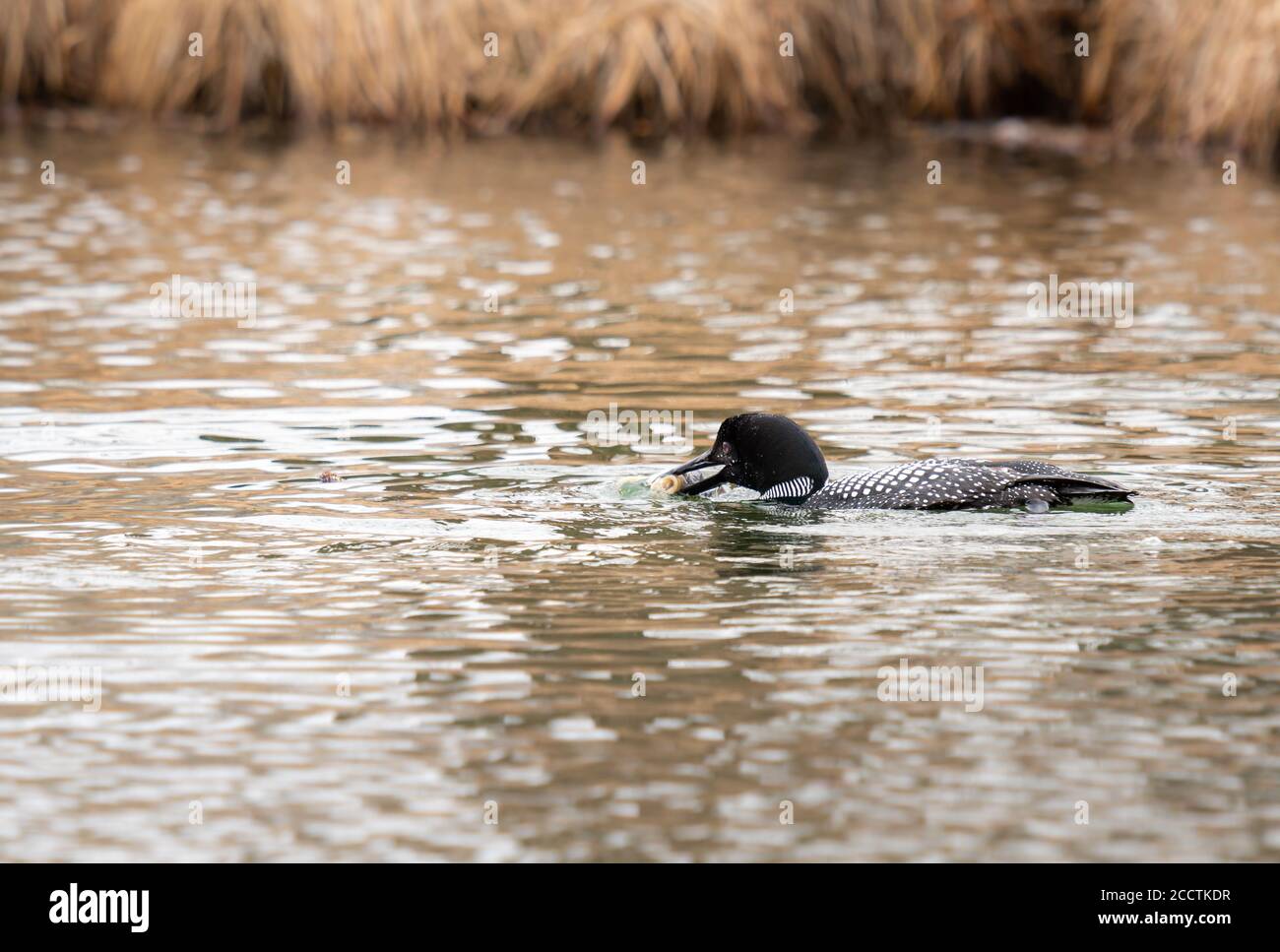 Canadian loon in the wild Stock Photo - Alamy