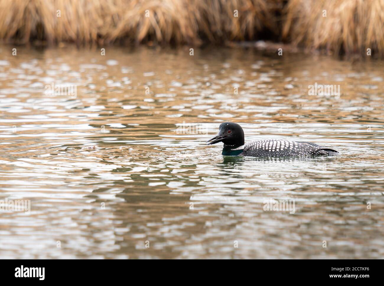 Canadian loon in the wild Stock Photo - Alamy