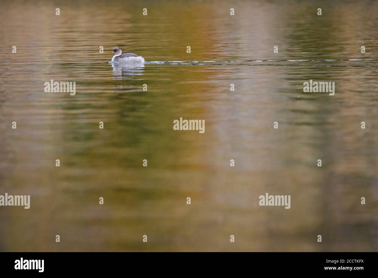 Southern Silvery Grebe (Podiceps occipitalis) in water. Quillelhue Lake ...
