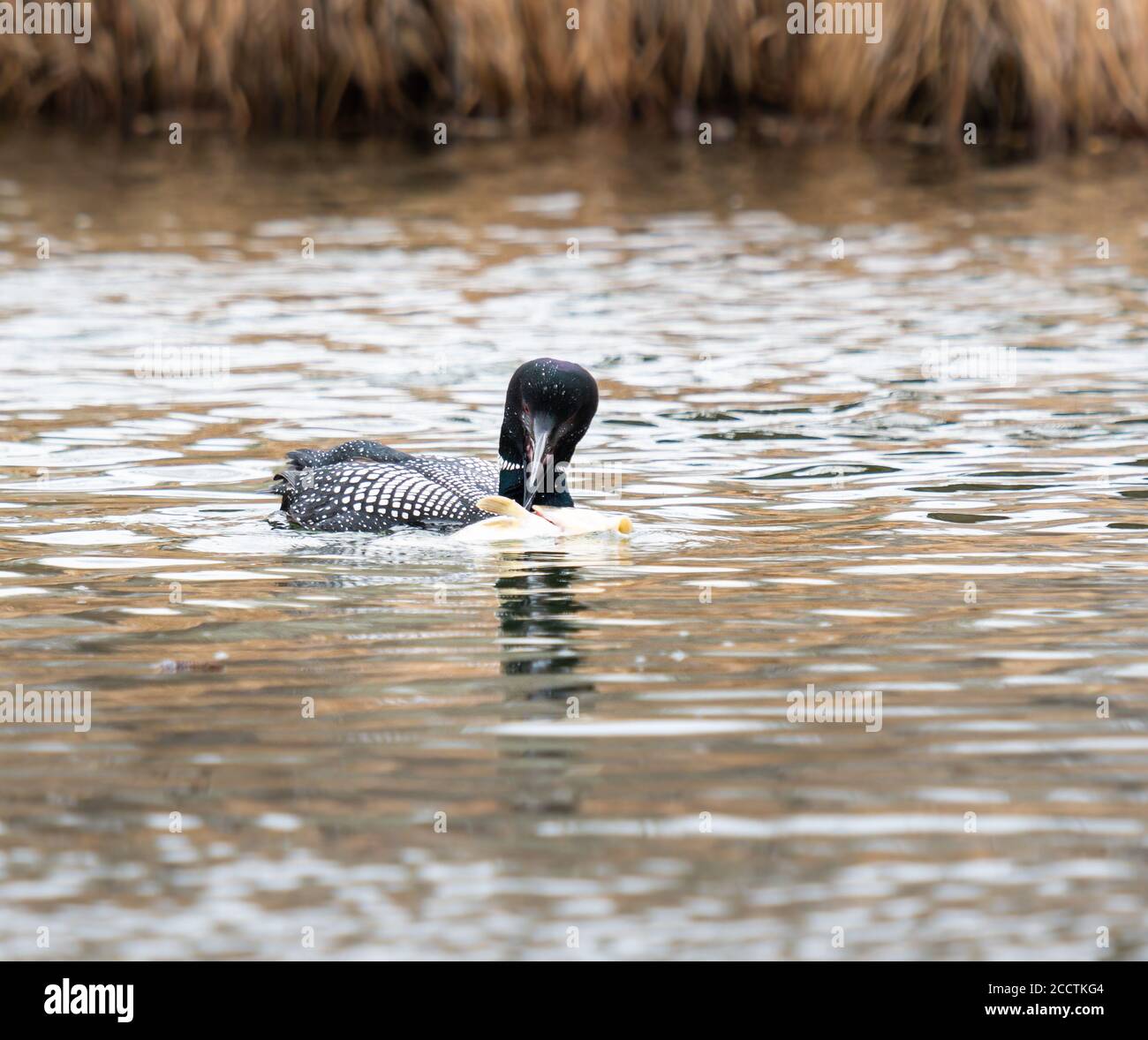 Canadian loon in the wild Stock Photo - Alamy