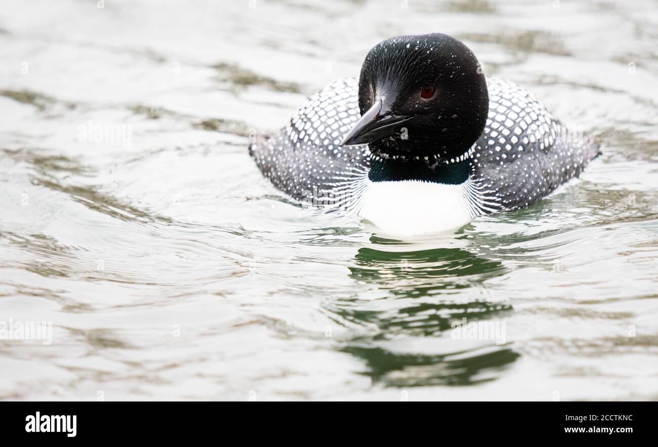 Canadian loon in the wild Stock Photo - Alamy
