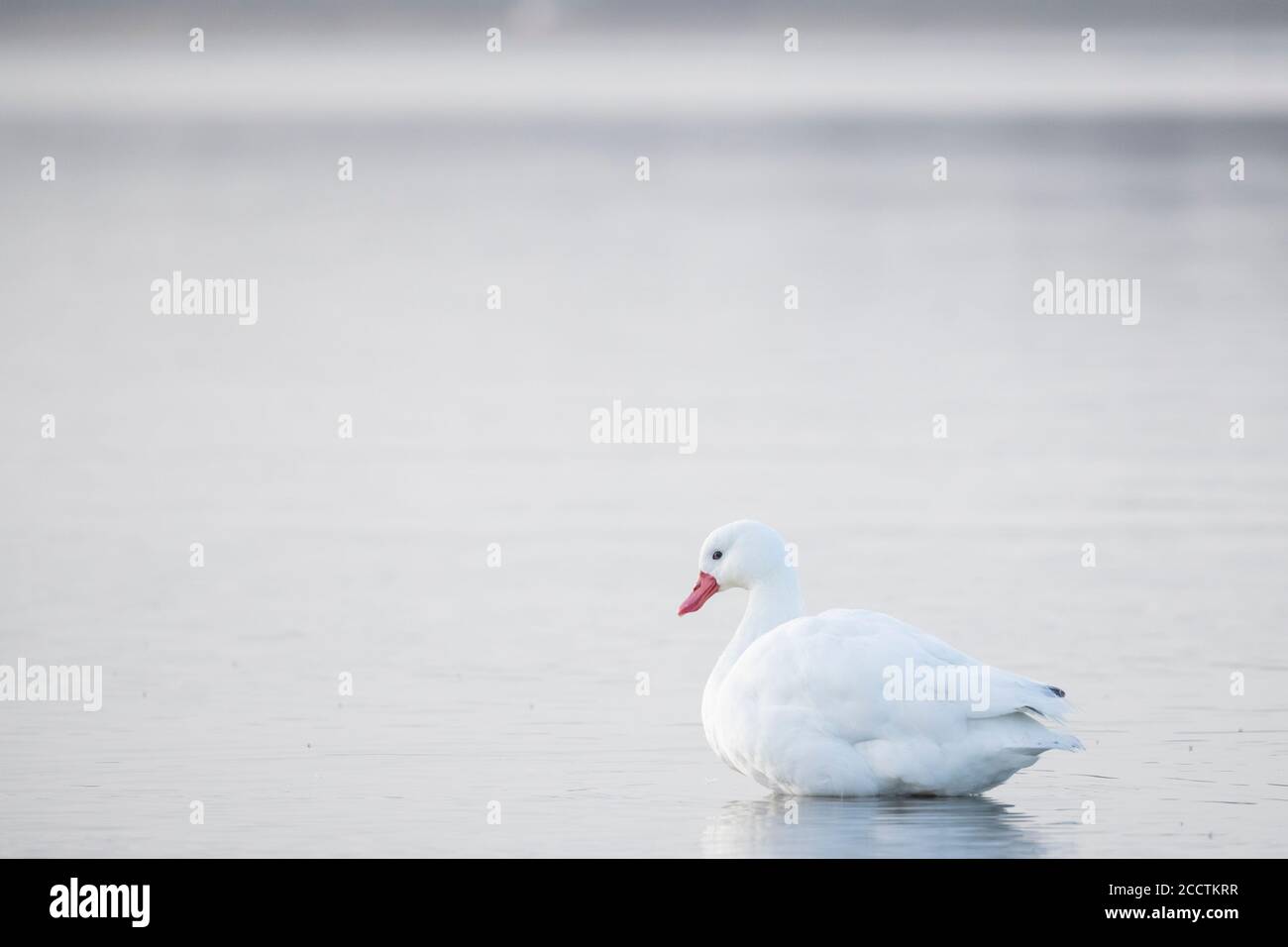 Coscoroba swans hi-res stock photography and images - Alamy