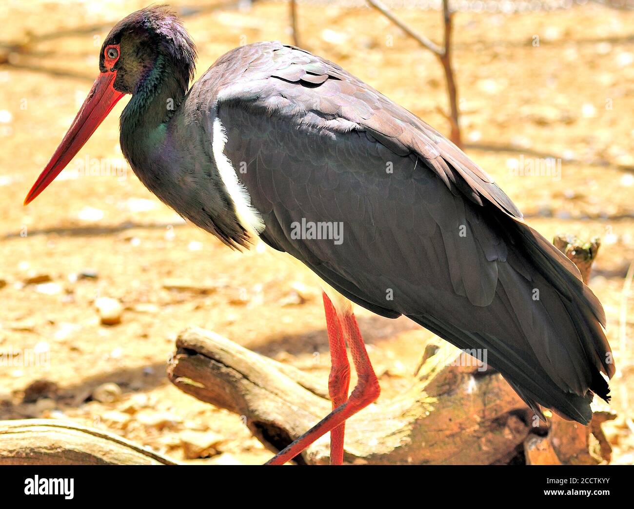 Tama Japan High Resolution Stock Photography and Images - Alamy