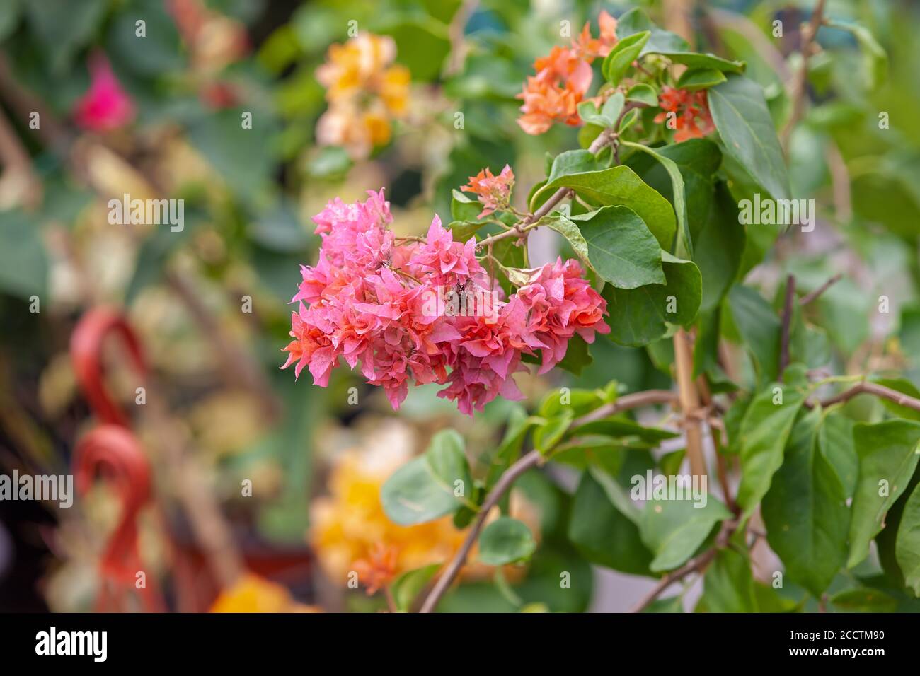 Flower plants that grow outdoors Stock Photo - Alamy
