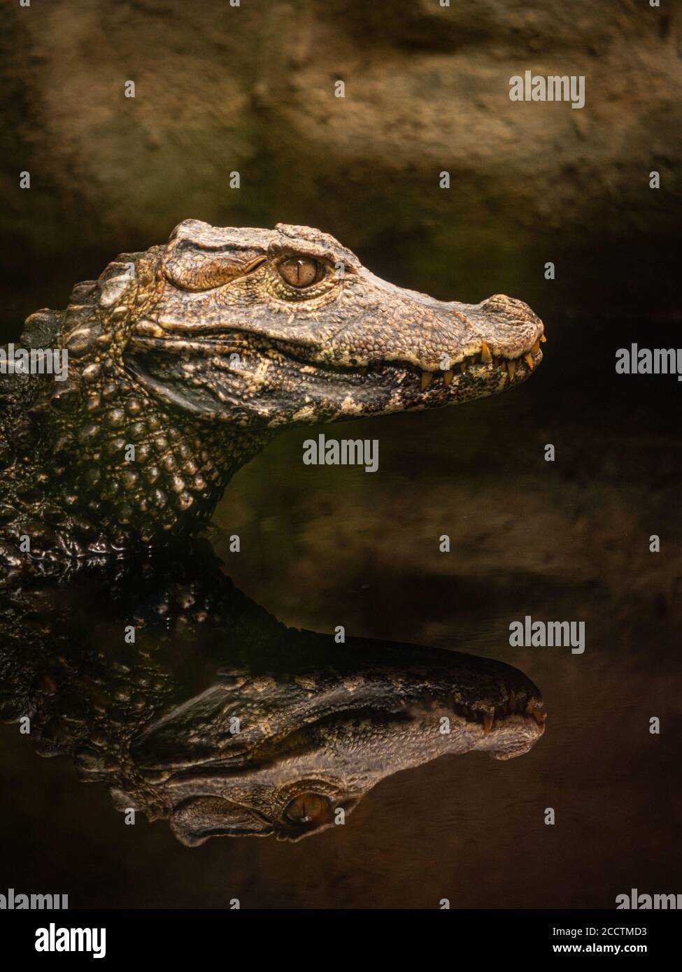 Portrait of caiman reflected in the water of a swamp, spectacled caiman ...