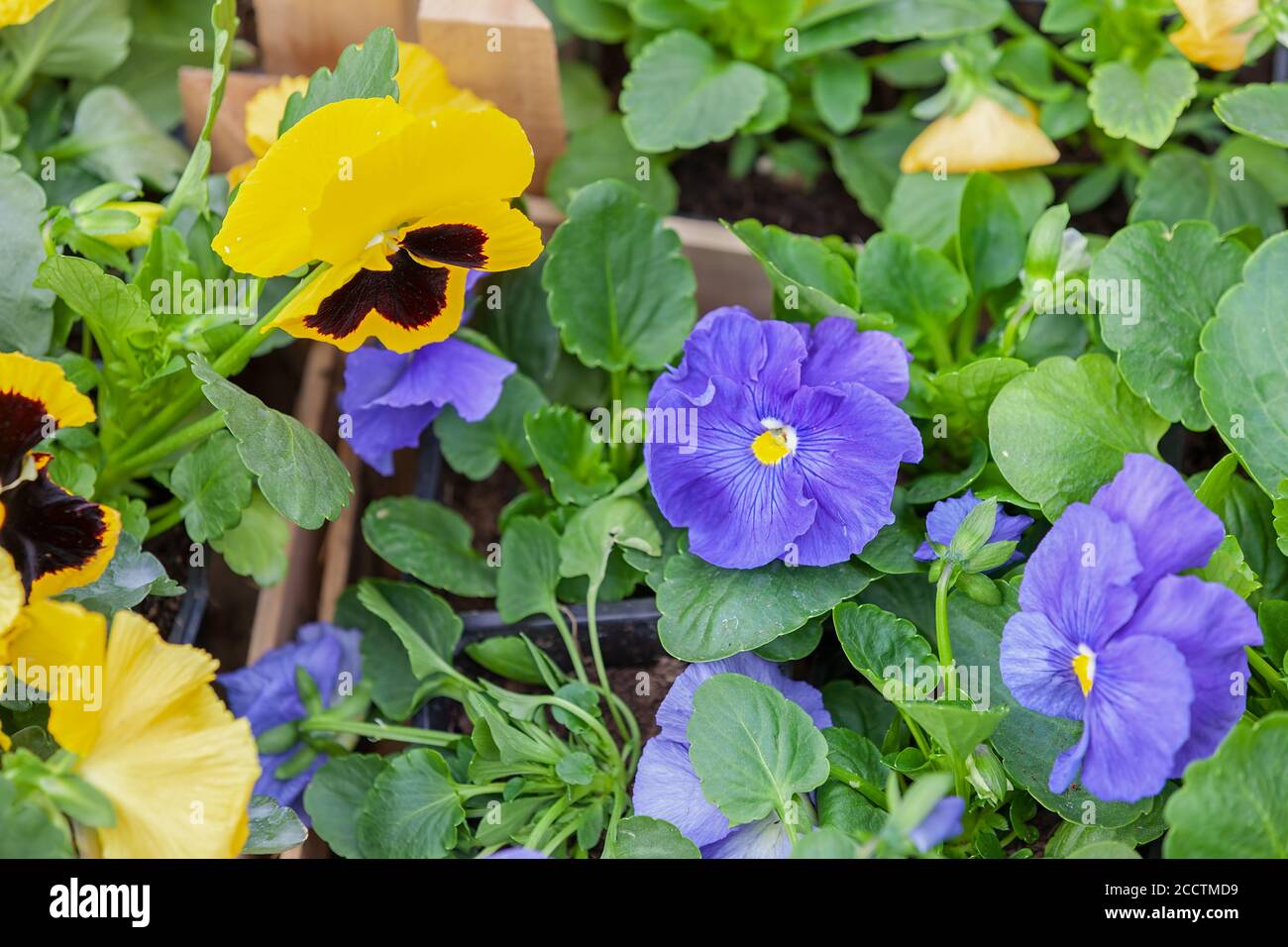 Viola tricolor tea hi-res stock photography and images - Alamy