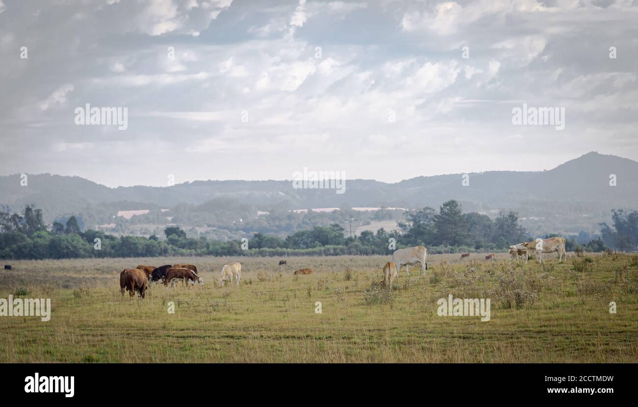 Oxen and cows grazing. Rural landscape. agricultural field. Winter ...