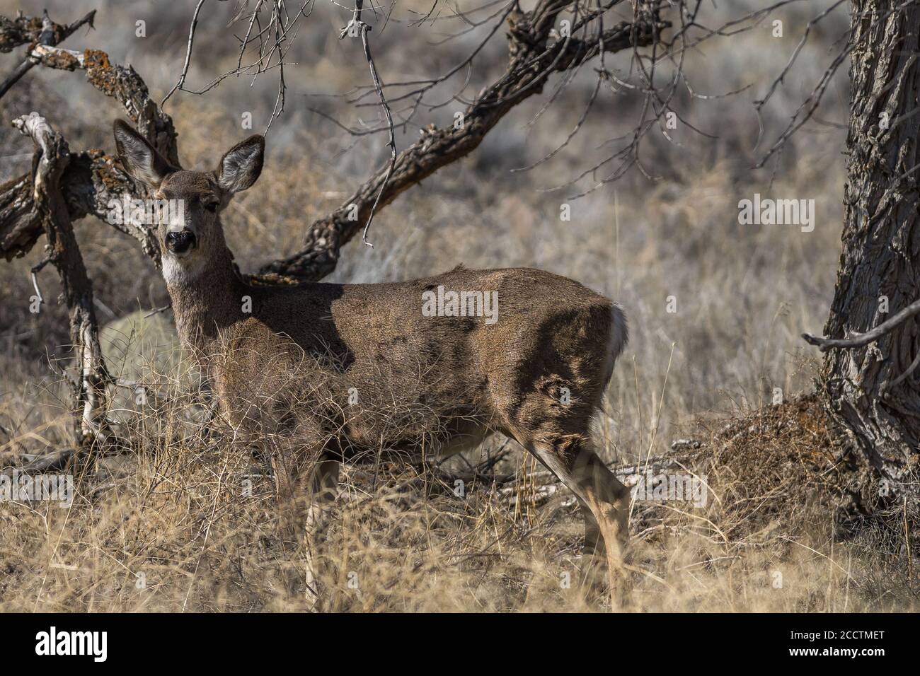 Tule grass hi-res stock photography and images - Alamy