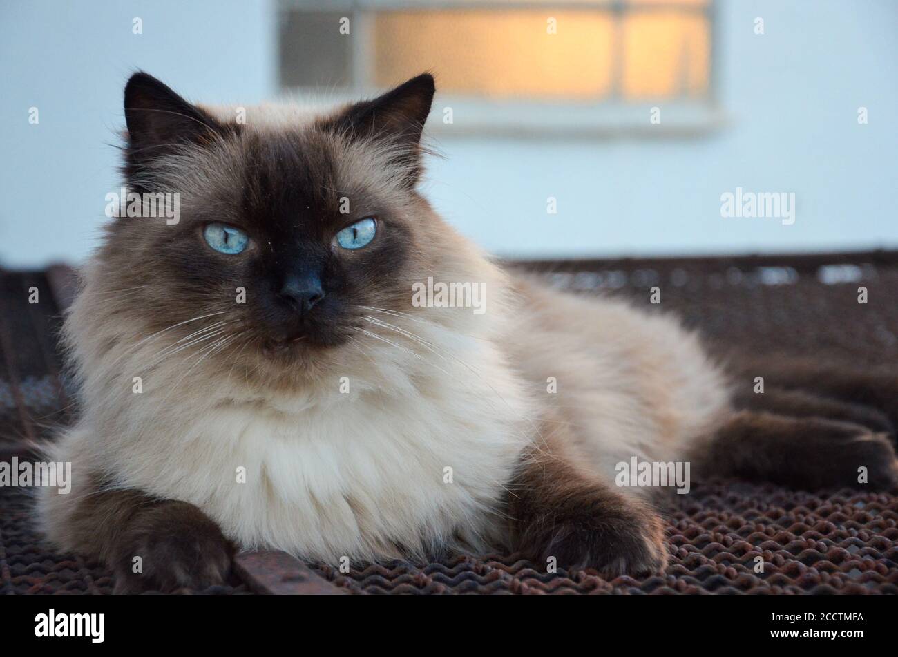 Ragdoll kitty hi-res stock photography and images - Alamy