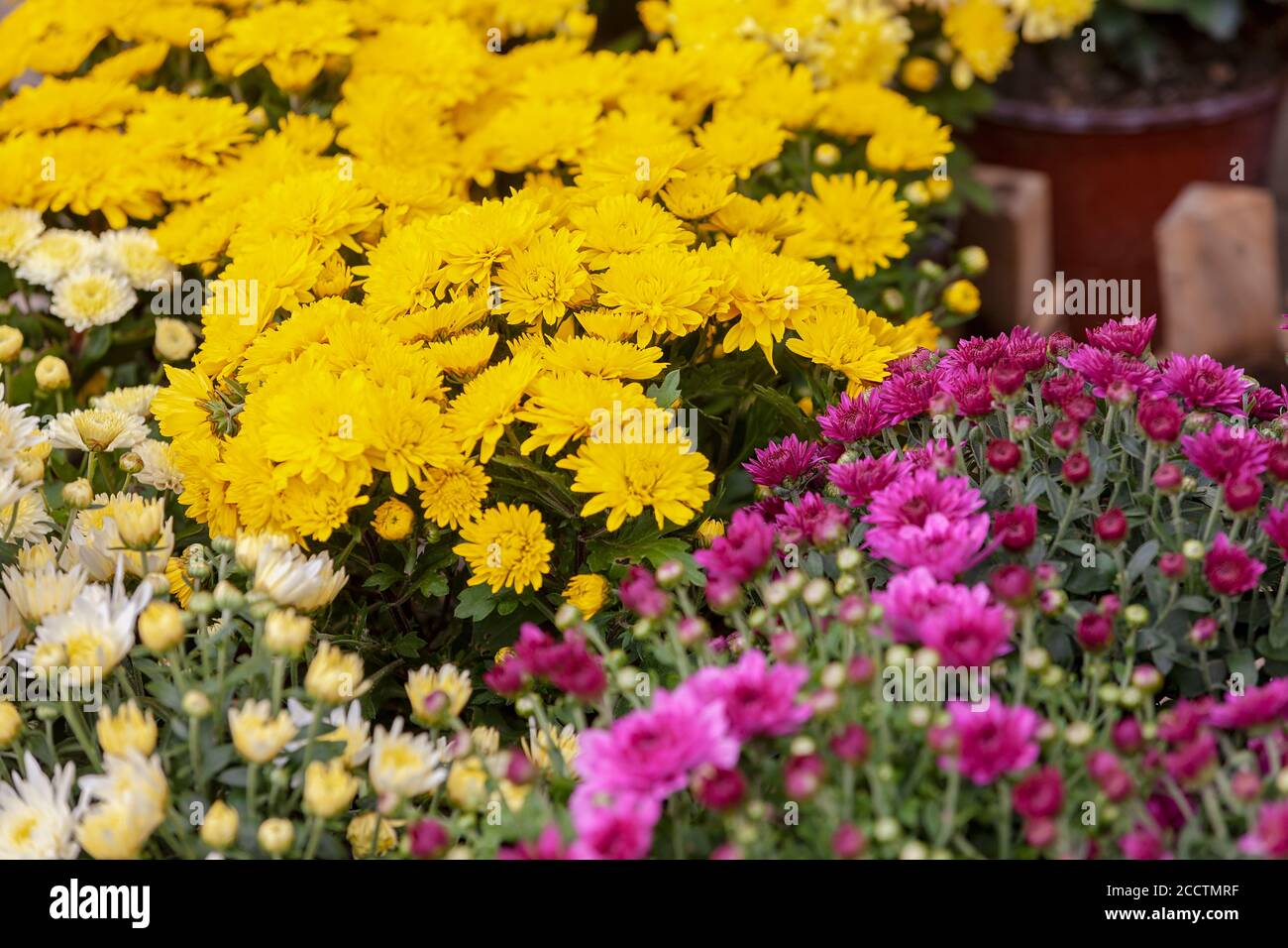 Flower plants that grow outdoors Stock Photo - Alamy