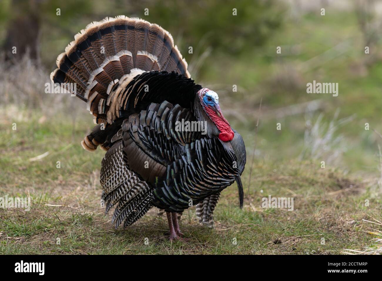 Wild turkey mating dance hi-res stock photography and images - Alamy