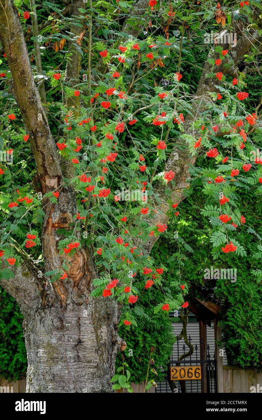 Mountain ash tree growing in crotch of large cherry tree, Kerrisdale ...