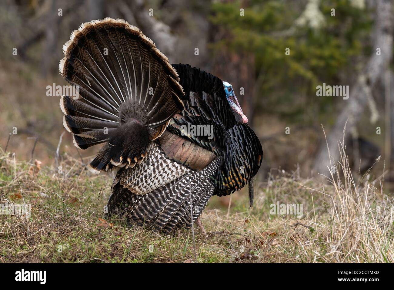 Bird Wing Display High Resolution Stock Photography and Images - Alamy