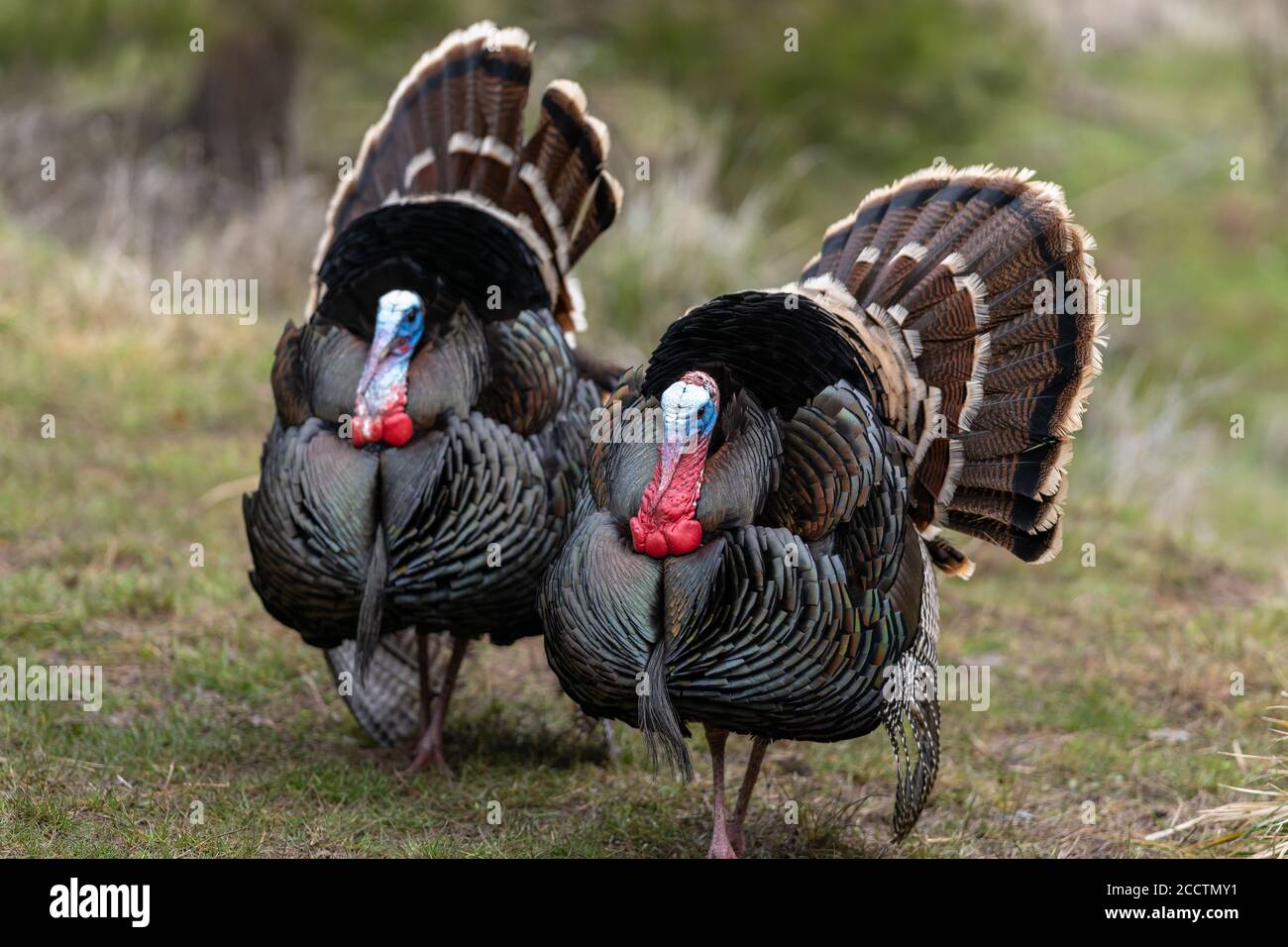 Wild tom turkeys strutting a mating dance with their tail feathers ...