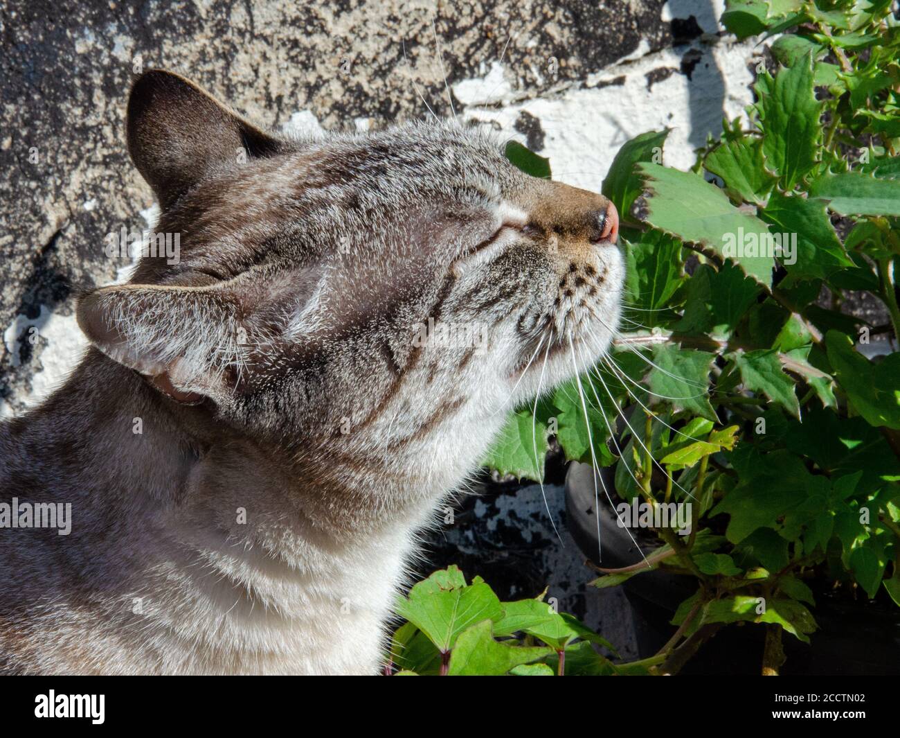 Smelling cat hi-res stock photography and images - Alamy