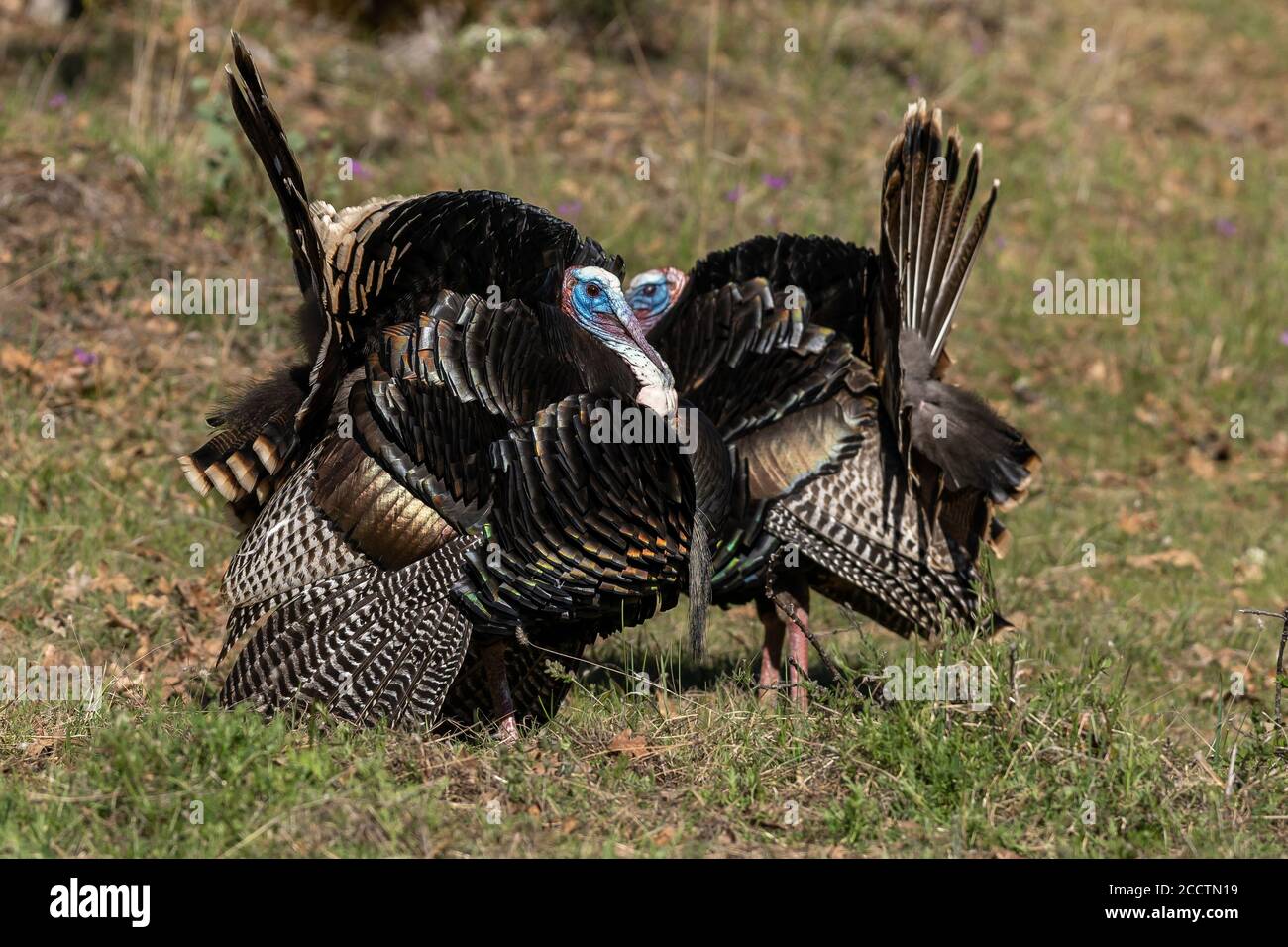 Wild tom turkeys strutting a mating dance with their tail feathers ...