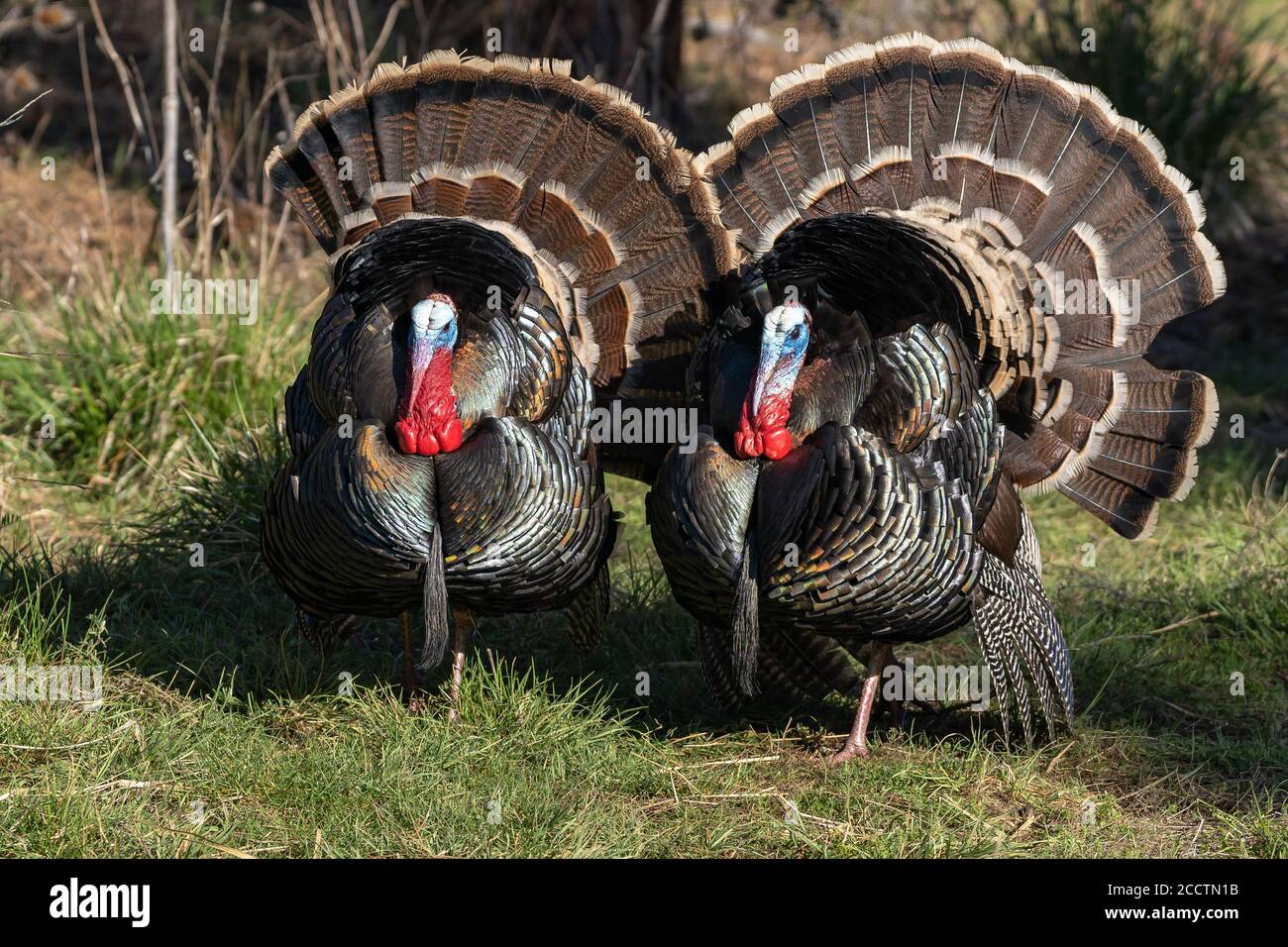 Mature turkeys hi-res stock photography and images - Alamy
