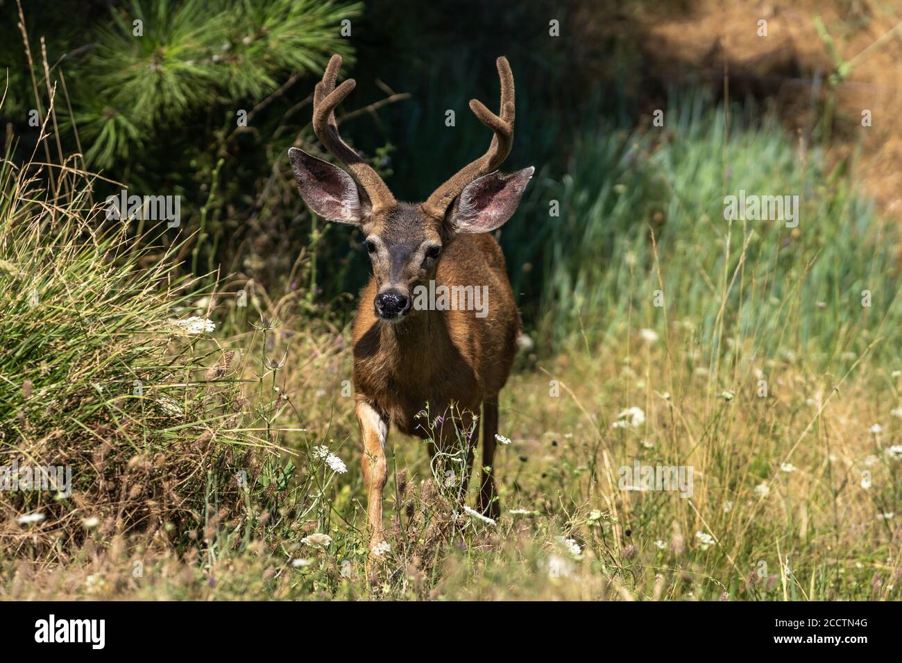 White-tailed deer buck with antlers in velvet. Oregon, Ashland, Cascade ...