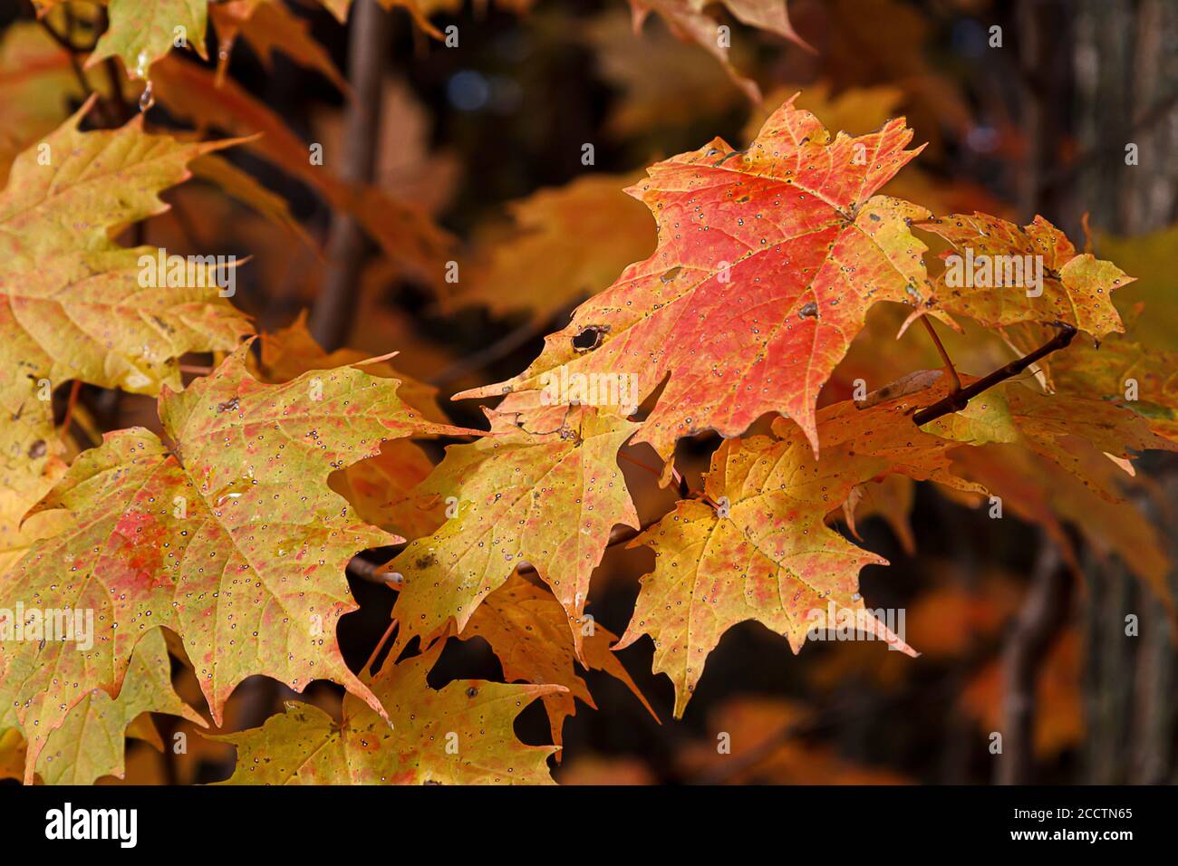Canadian maple leaves hi-res stock photography and images - Alamy