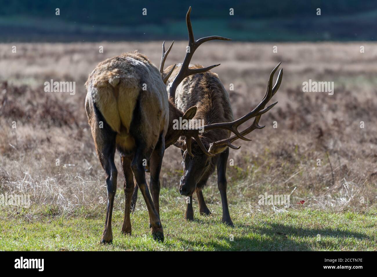 Bull Elk Sparring, California, Orick, Prairie Creek Redwoods State Park ...