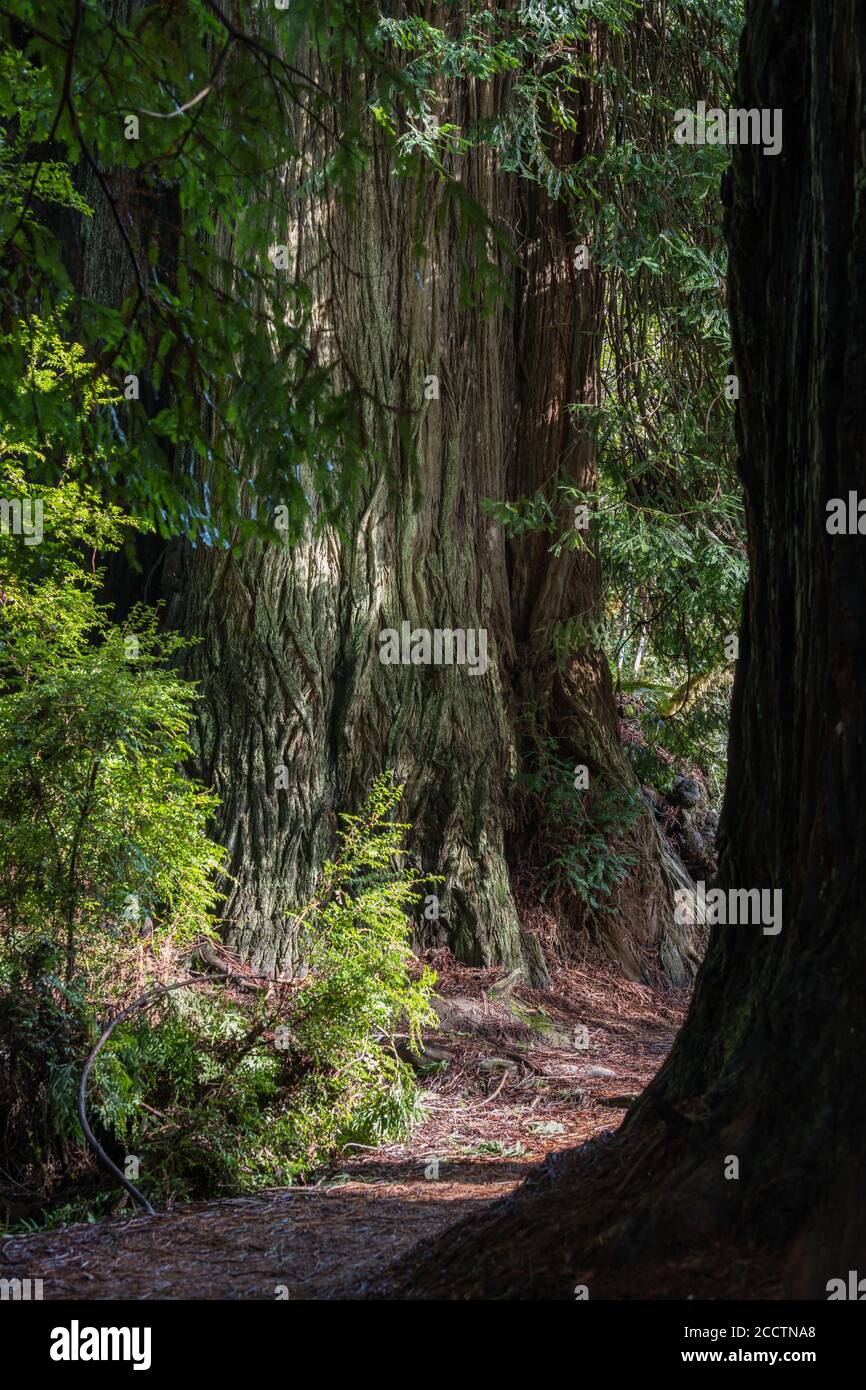 Redwood forest winter hi-res stock photography and images - Alamy