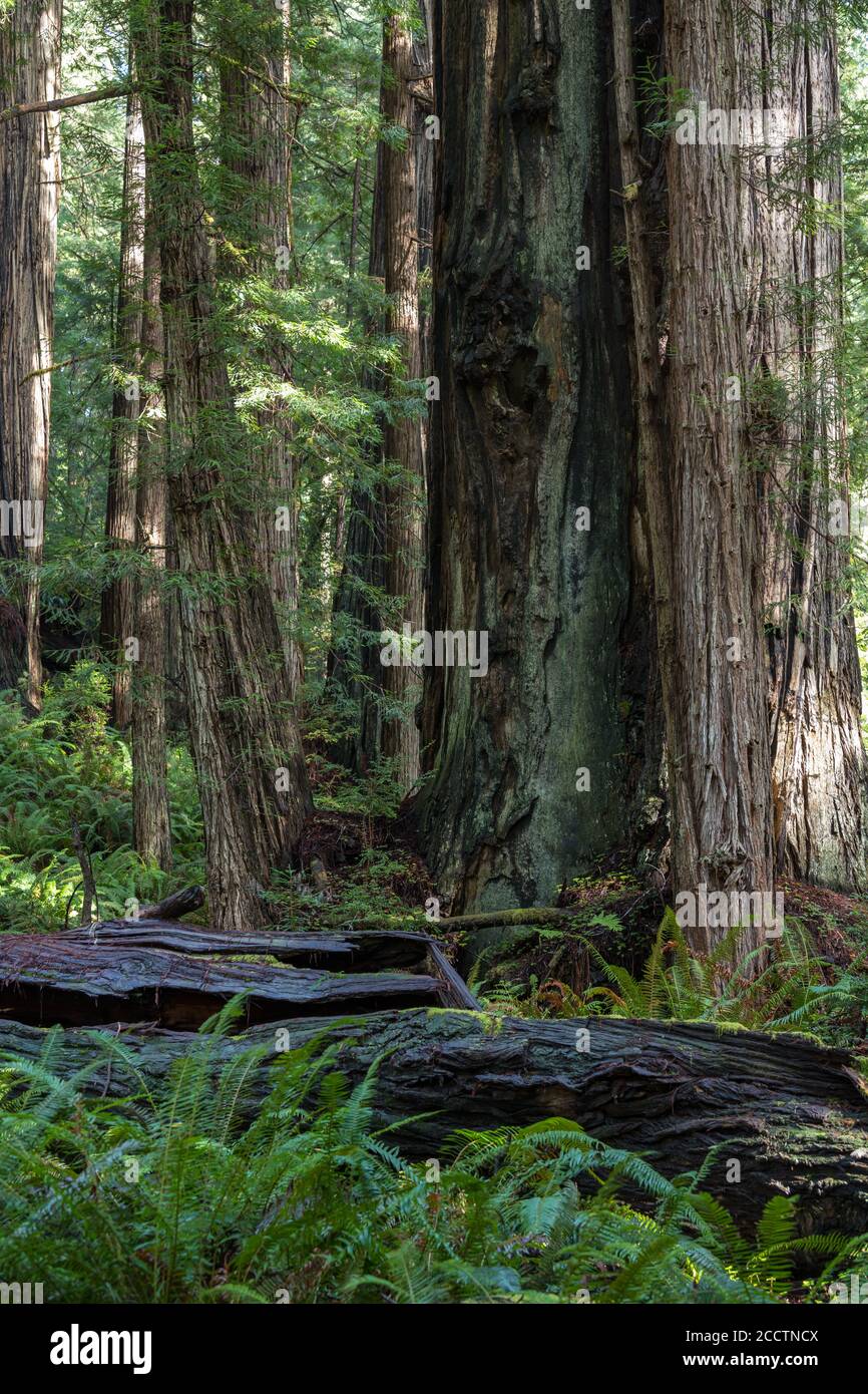 Redwoods in winter hi-res stock photography and images - Alamy