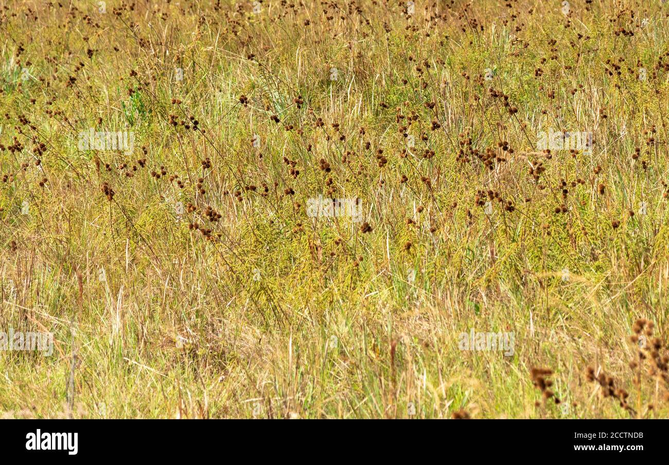 Pasture field in Brazil. Cattle breeding area. Weeds. Rural landscape ...