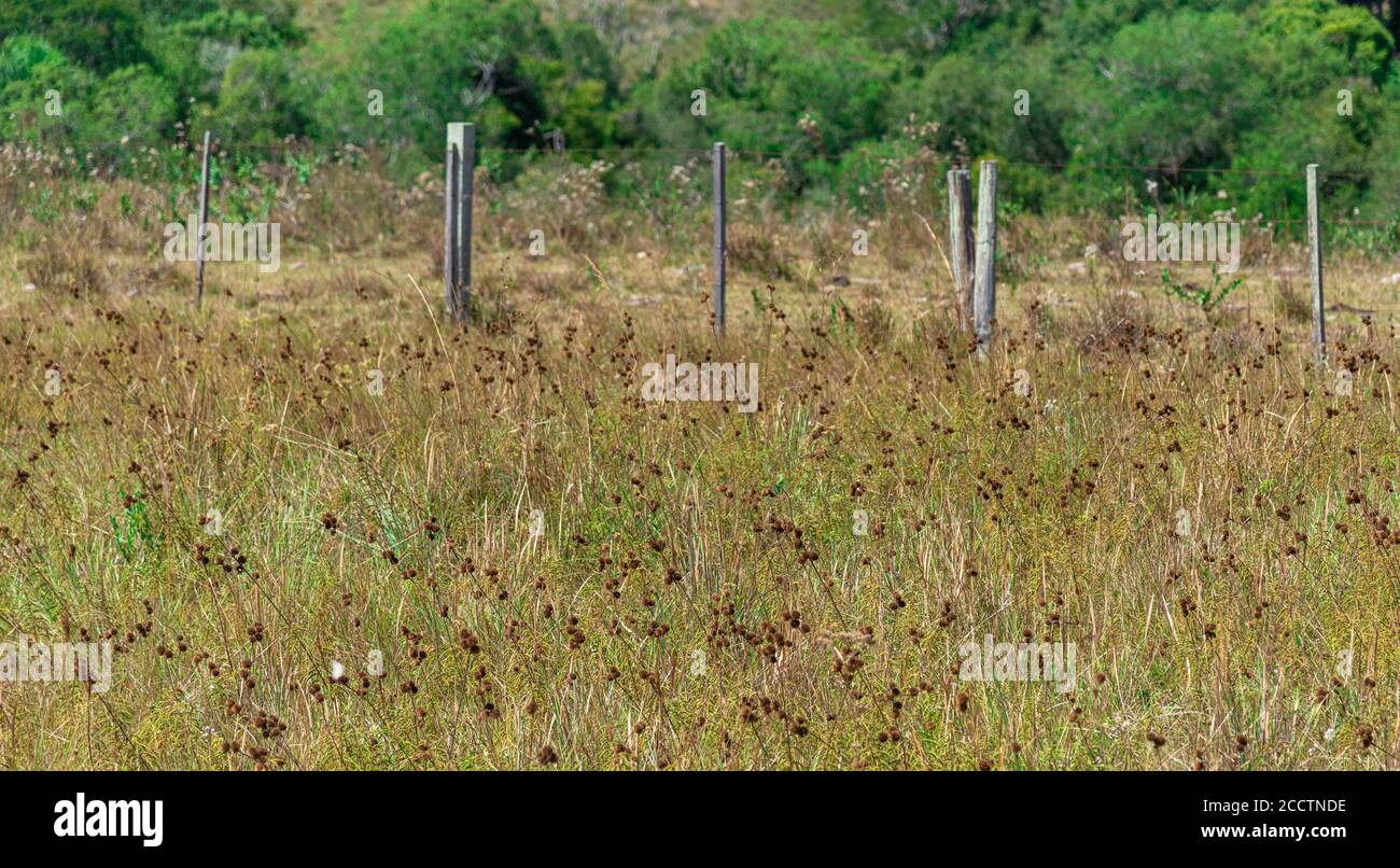 Pasture field in Brazil. Cattle breeding area. Weeds. Rural landscape ...