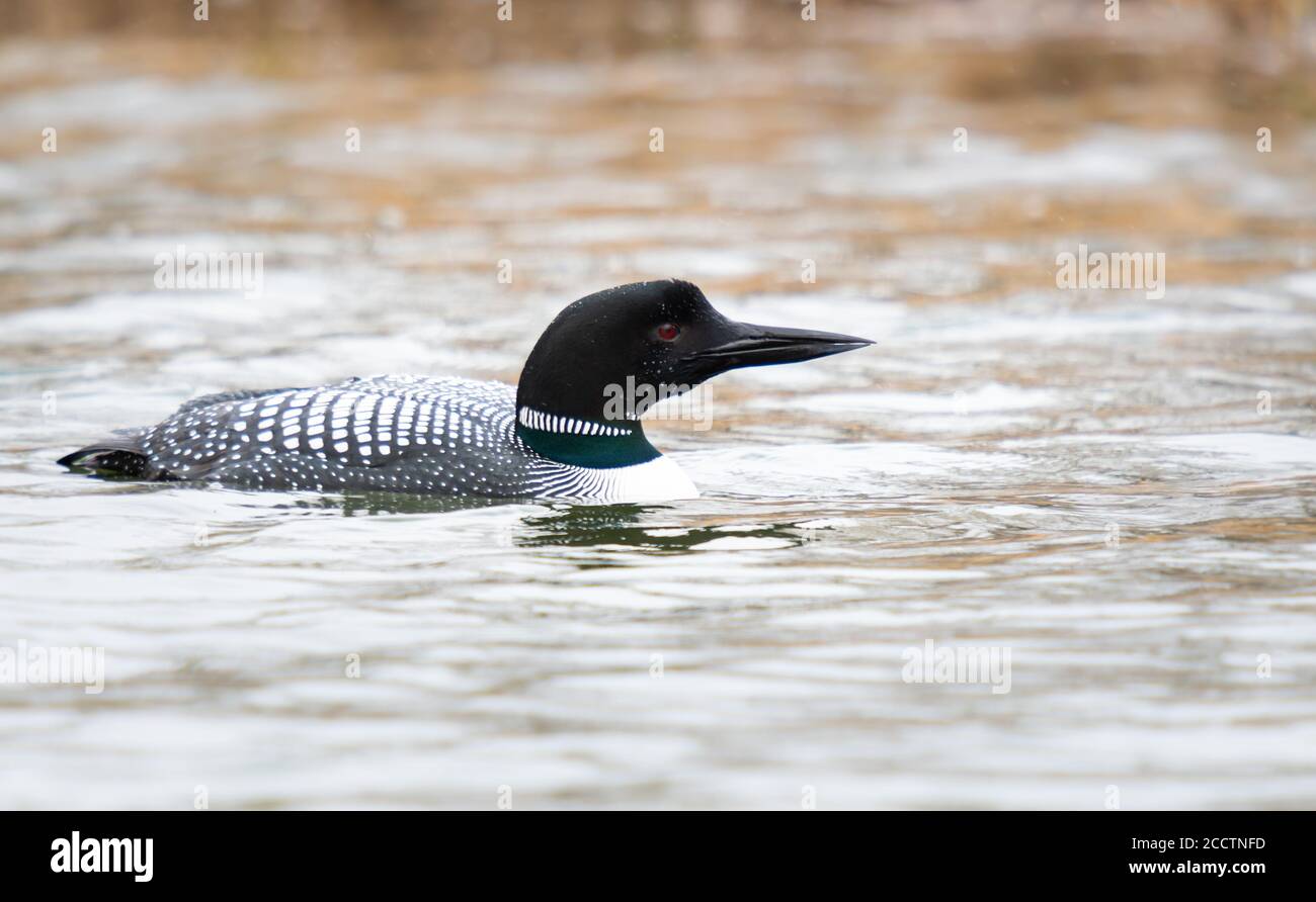 Canadian loon in the wild Stock Photo - Alamy