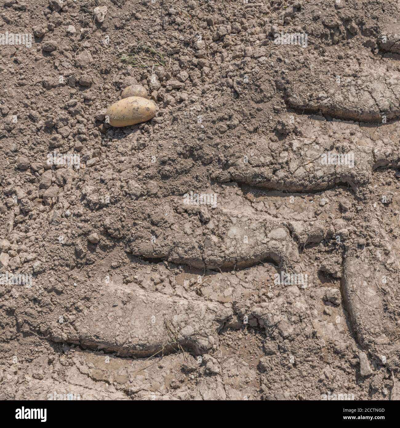 Single solitary isolated potato lying on soil and tractor tyre track ...