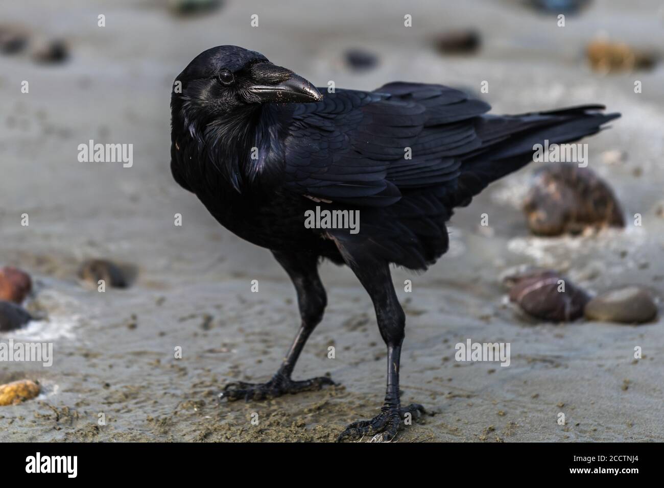Raven crescent hi-res stock photography and images - Alamy