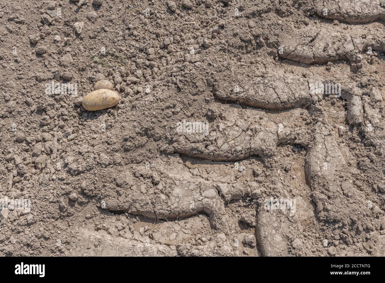 Single solitary isolated potato lying on soil and tractor tyre track ...
