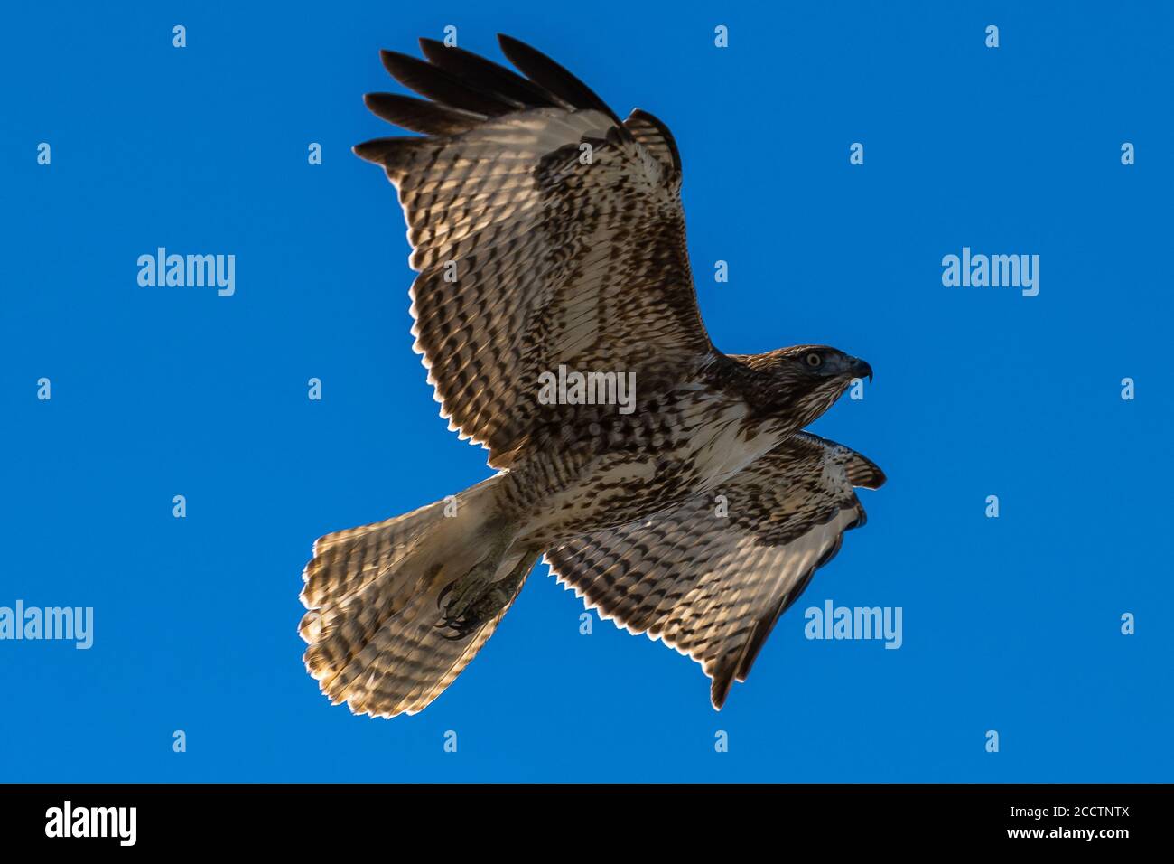 Red-tailed hawk in flight hawks flying, California, Tulelake, Tule Lake ...