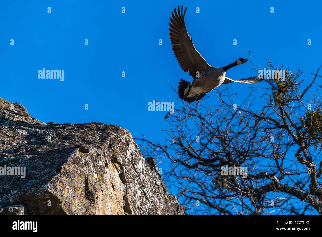 Canada geese in flight goose flying taking off, Oregon, Ashland, Winter ...