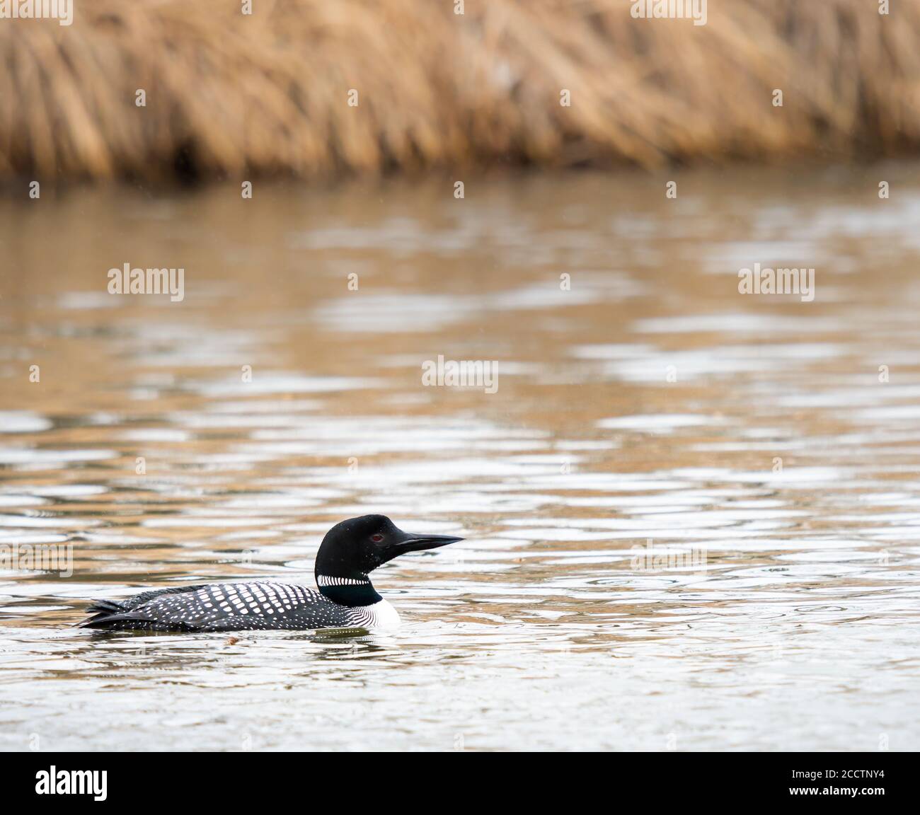 Canadian loon in the wild Stock Photo - Alamy