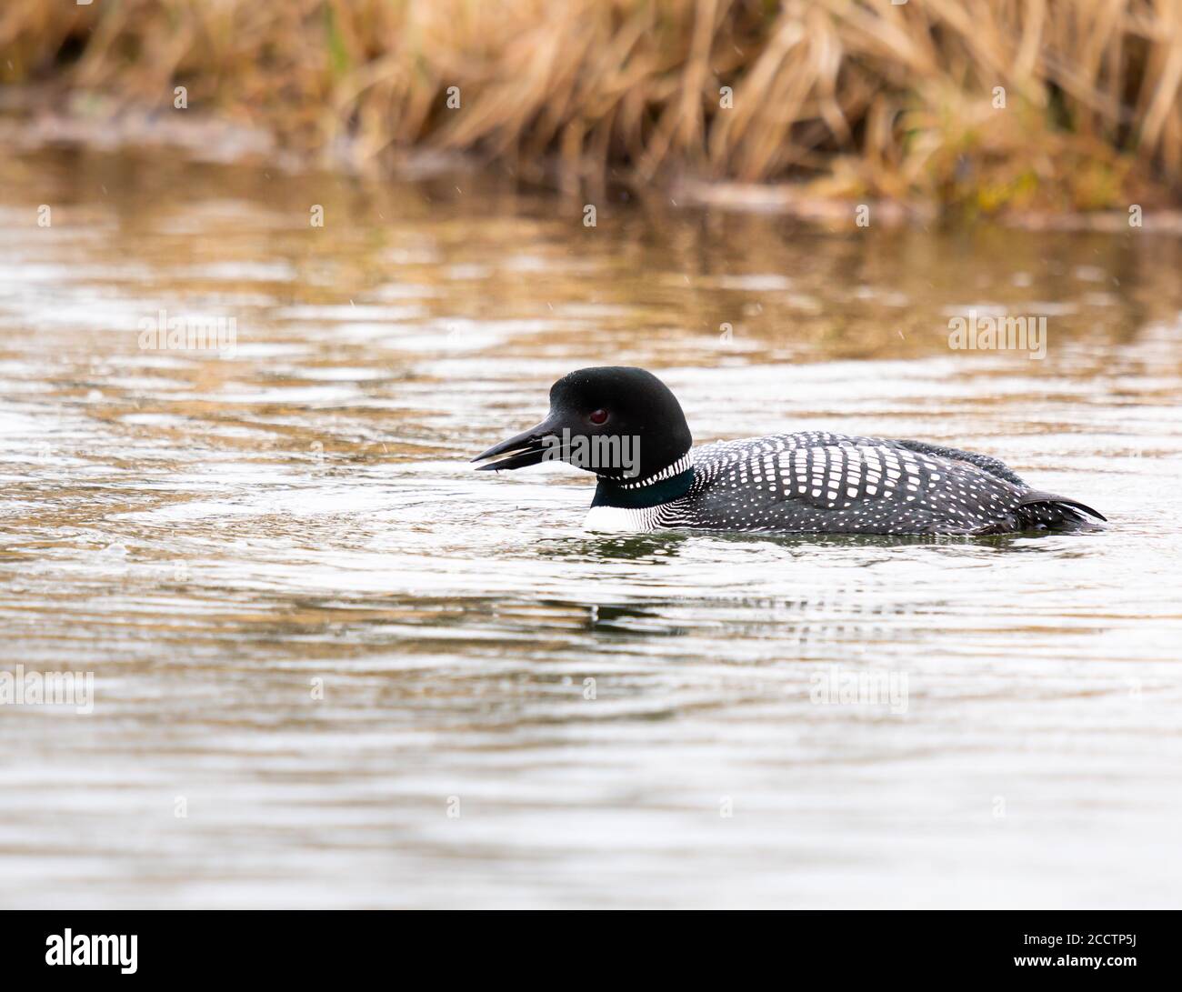 Canadian loon in the wild Stock Photo - Alamy